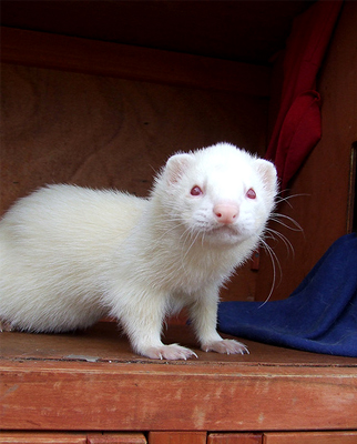 furet1 - Veteguiot